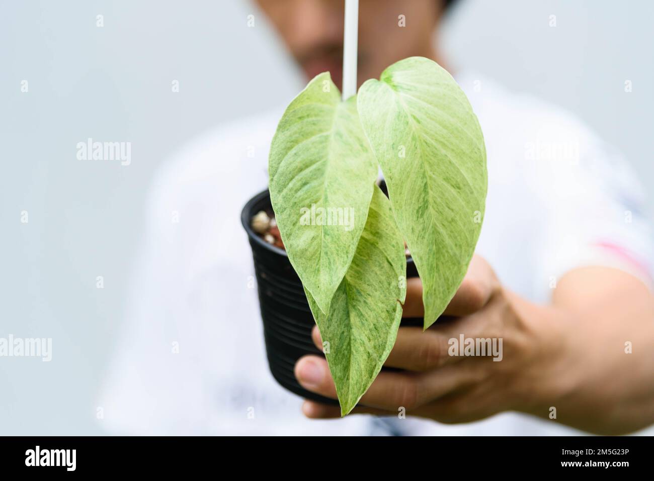 Fresh leaf of monstera laniata narrow form mint variegated in the pot ...