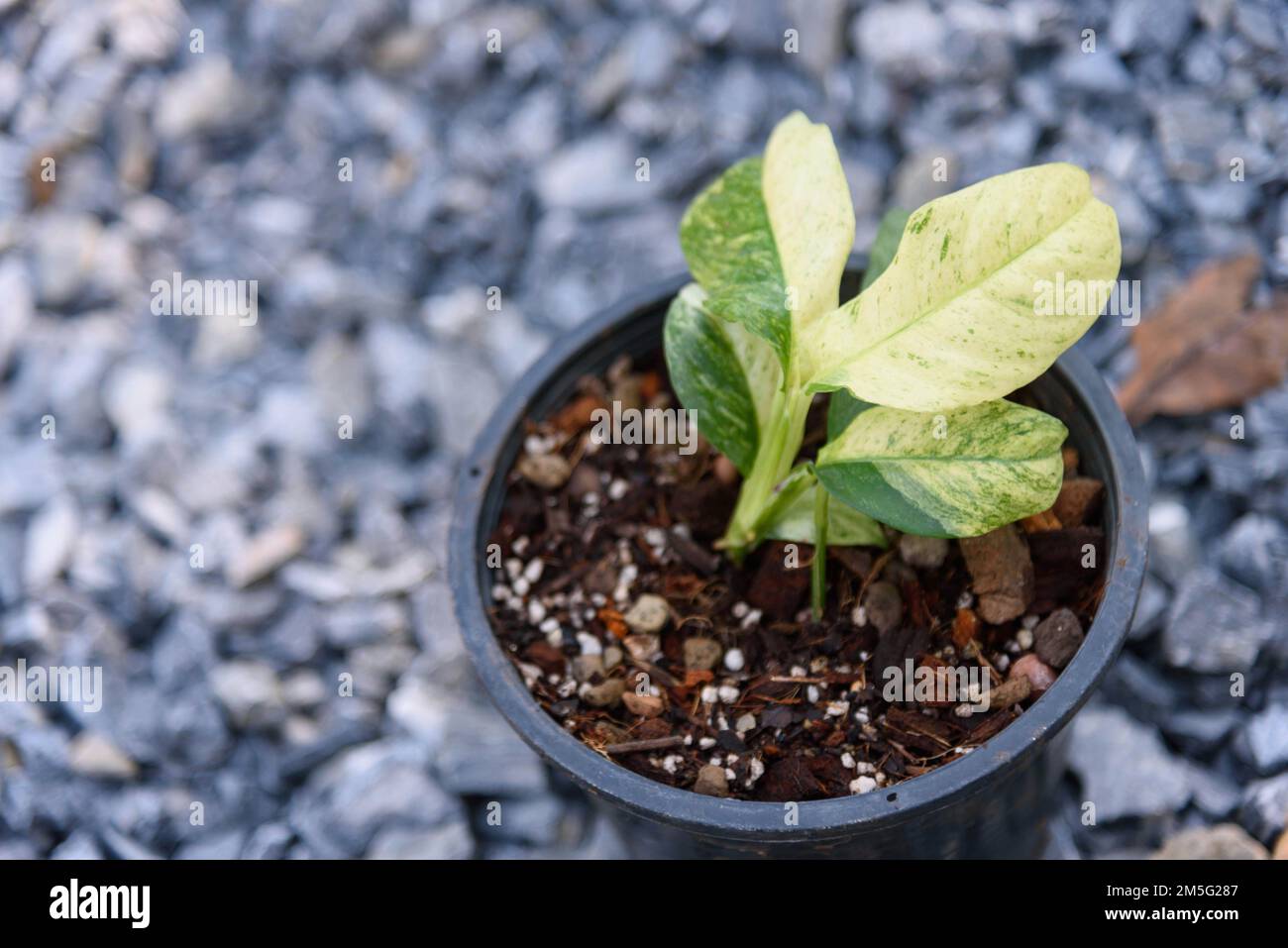 rhaphidophora puberula variegated in the pot Stock Photo - Alamy