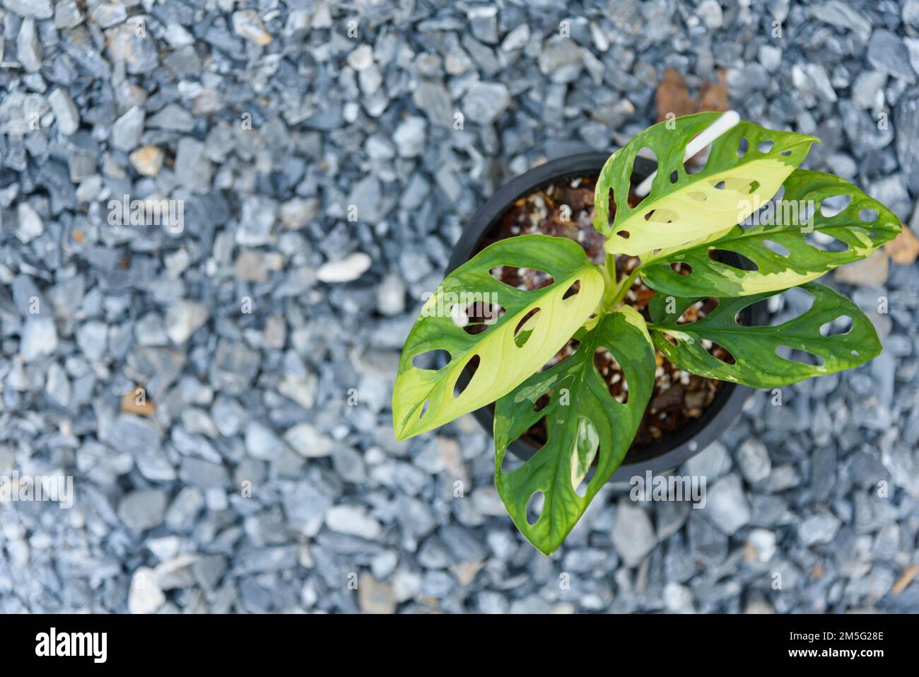 Monstera adansonii aurea variegated giant Stock Photo - Alamy