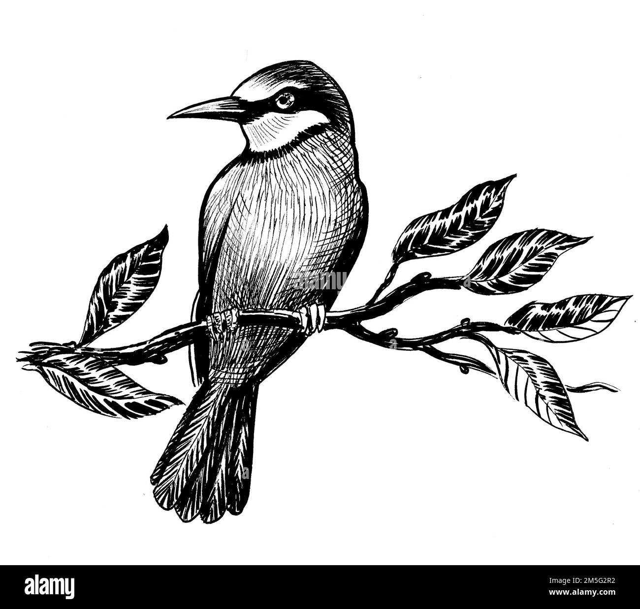 Birds On A Branch Clipart Black And White