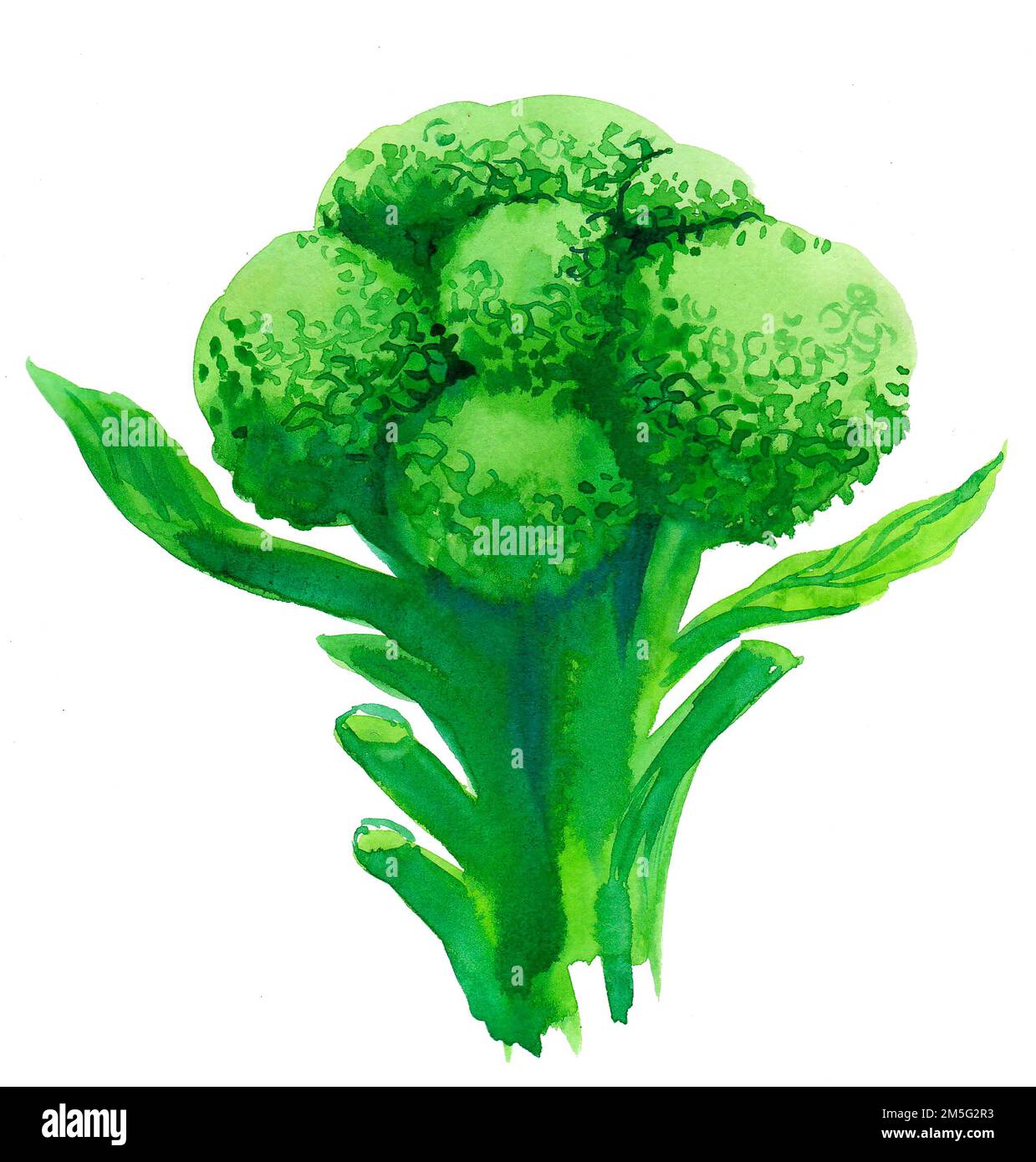 Broccoli drawing hi-res stock photography and images - Alamy