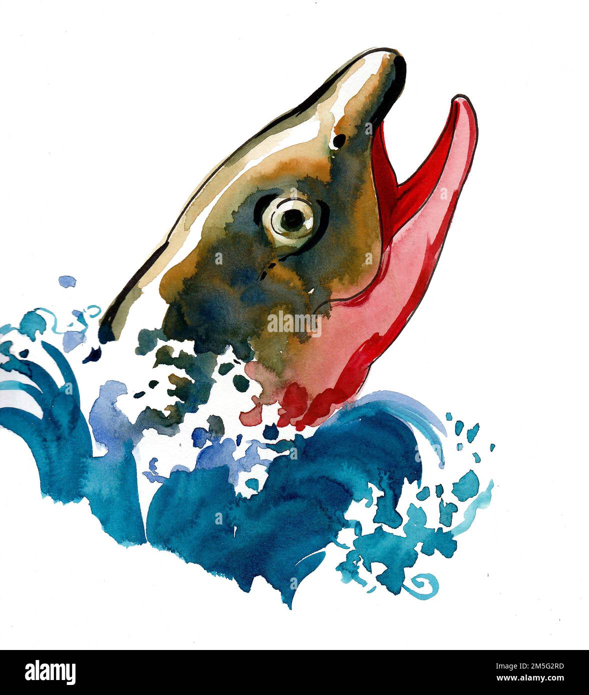 Salmon fish in blue water. Ink and watercolor drawing Stock Photo - Alamy