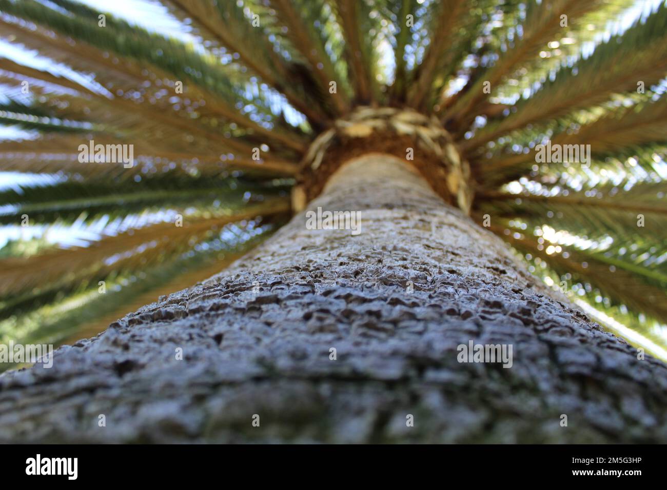 San Juan Capistrano Palm Tree Stock Photo - Alamy