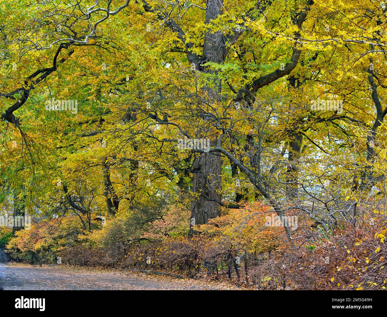 Autumn forest scene in Central Park, New York City Stock Photo - Alamy