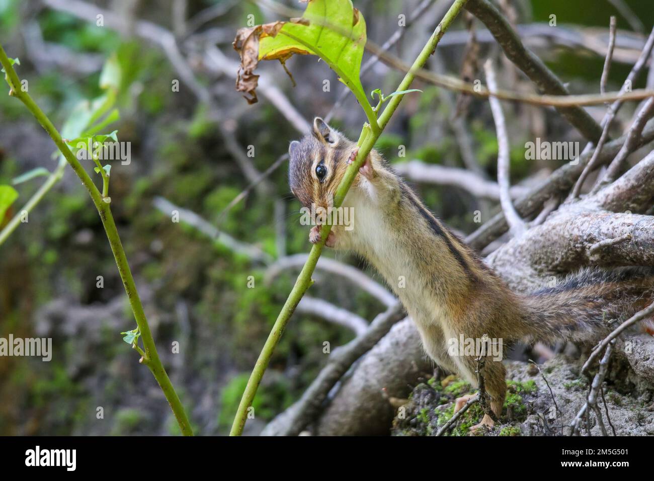 A squirrel chewing plant stem Stock Photo - Alamy