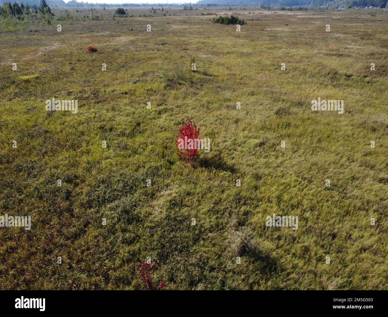An aerial view of greenery field with growing red bush Stock Photo - Alamy
