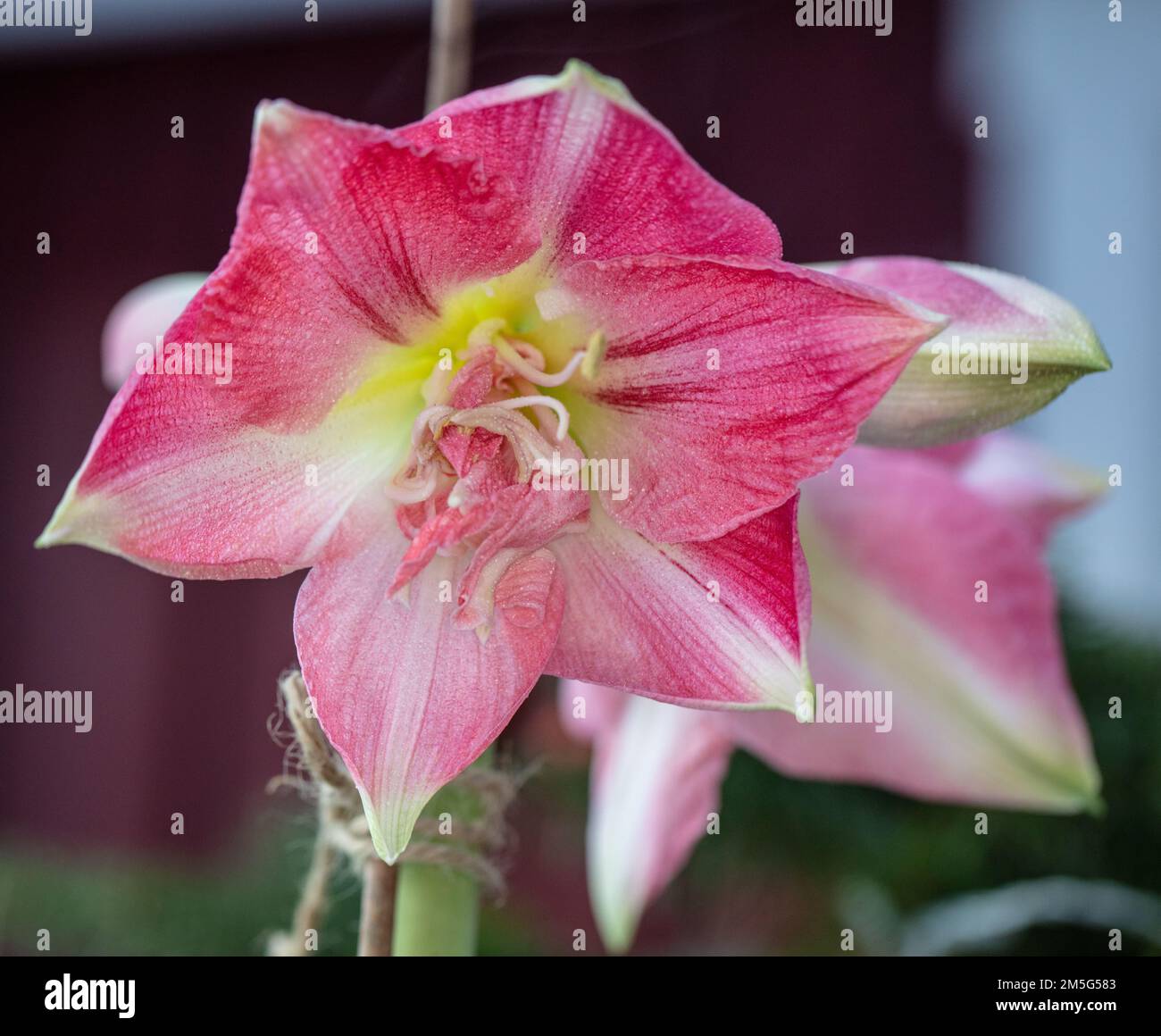 Rozetta hi-res stock photography and images - Alamy