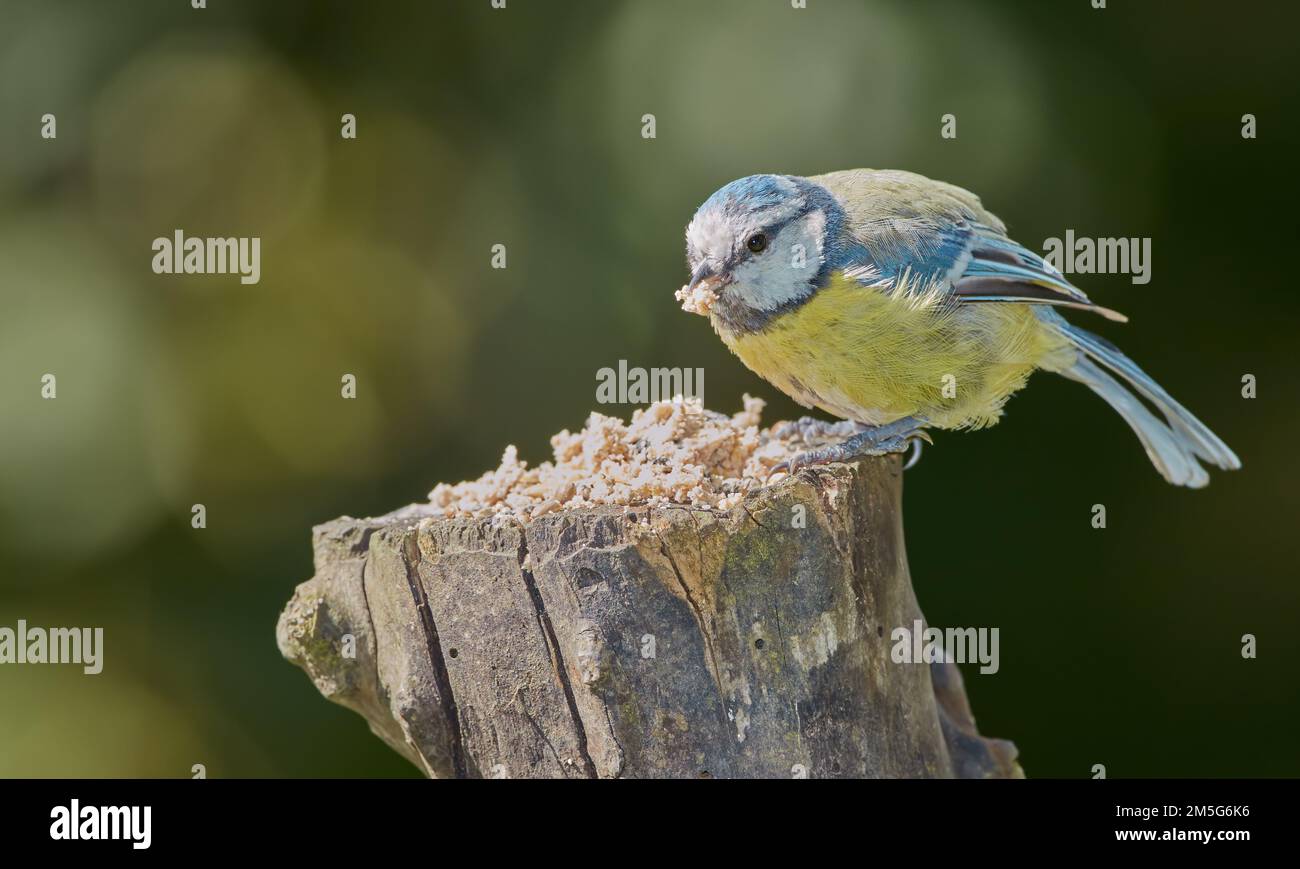 Blue-tit. The Eurasian blue tit is a small passerine bird in the tit ...