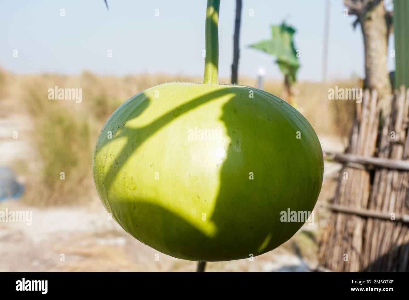 Lagenaria siceraria. Close up of a young Bottle Gourd fruit in bright ...