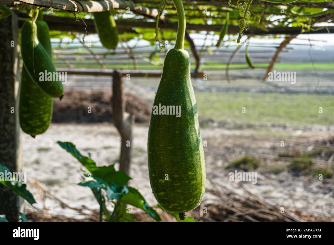 Lagenaria siceraria, Green calabash growing, also known as bottle gourd ...