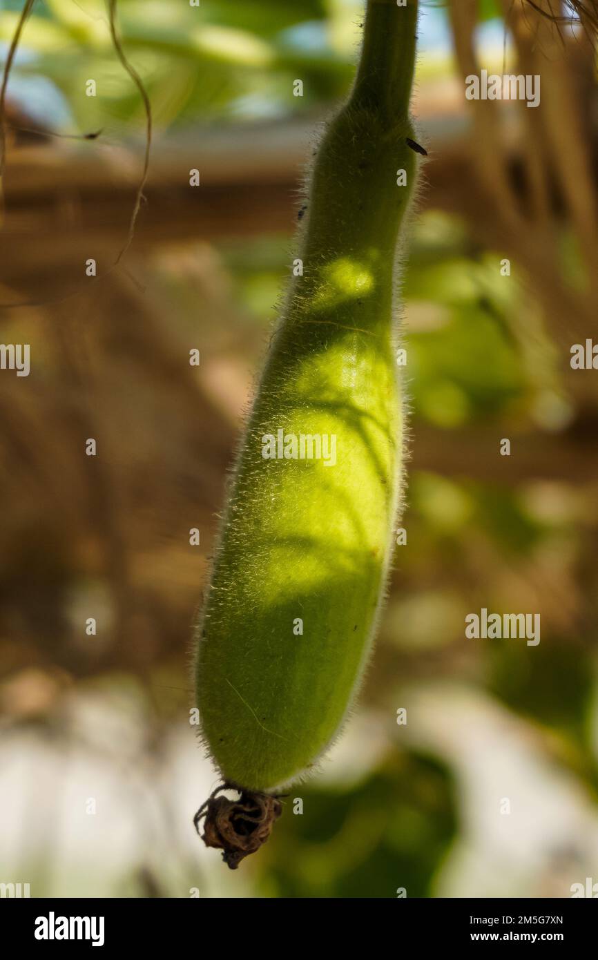 Portrait view of Green calabash, also known as bottle gourd, white ...