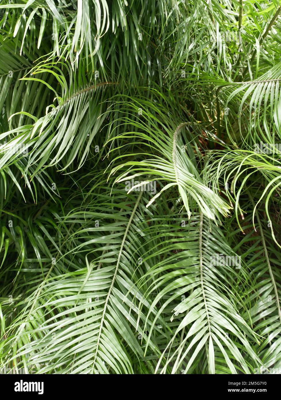 A vertical shot of lush green leaves of Calamus palm, color for ...