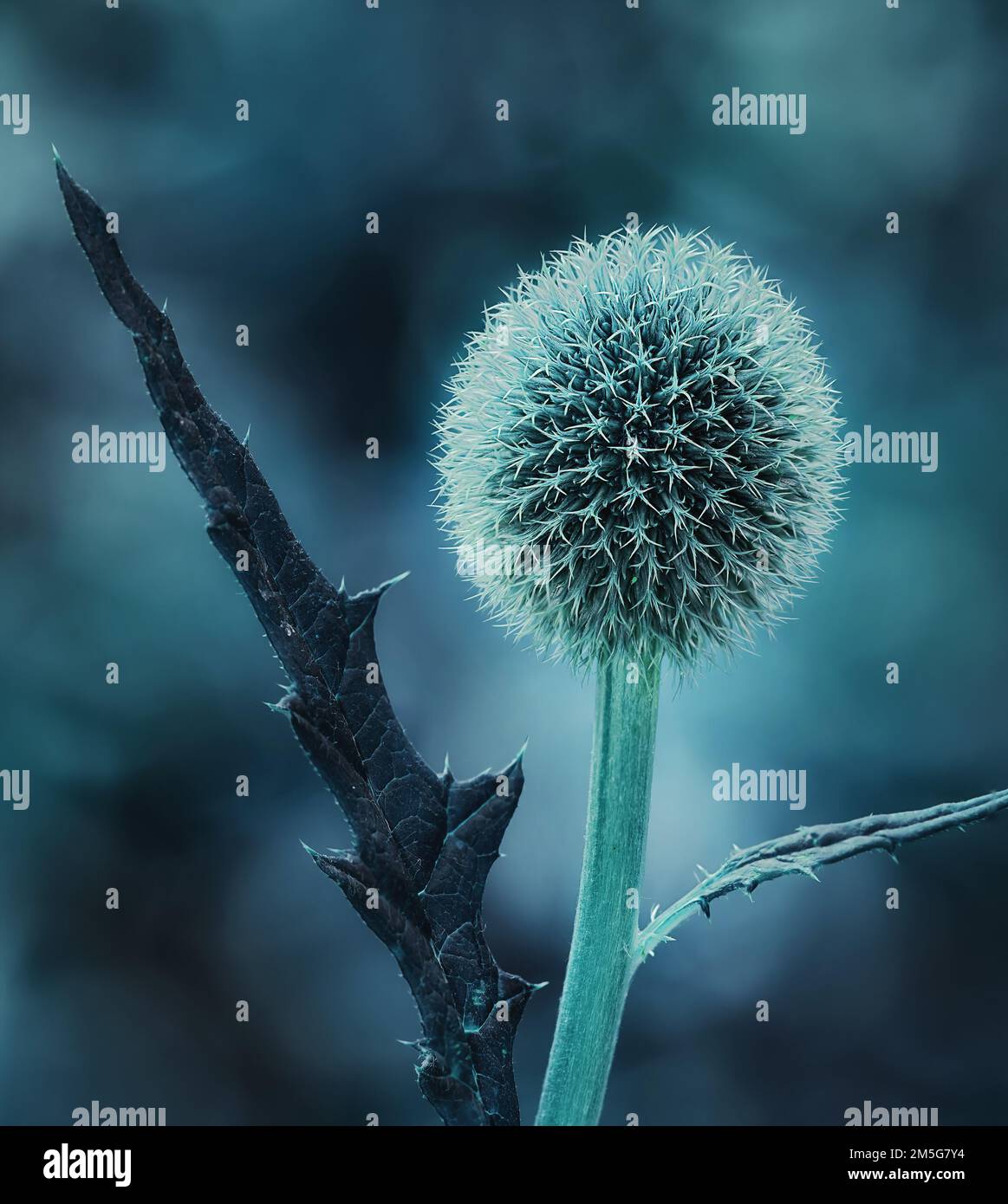 Globe Thistle flowers. Blue Globe Thistle Flowers, known as Echinops ...