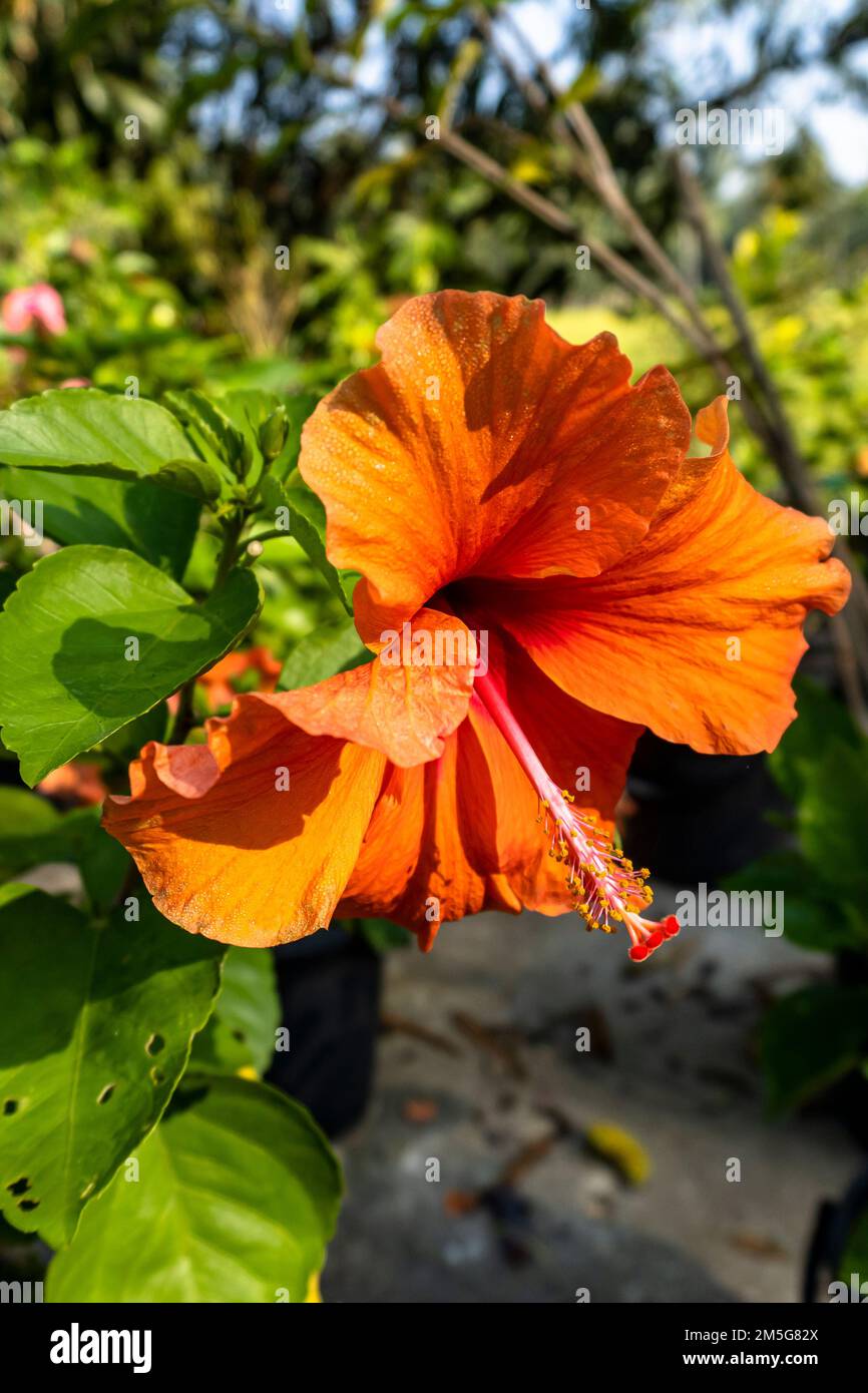 Beautiful hibiscus photography hi-res stock photography and images - Alamy