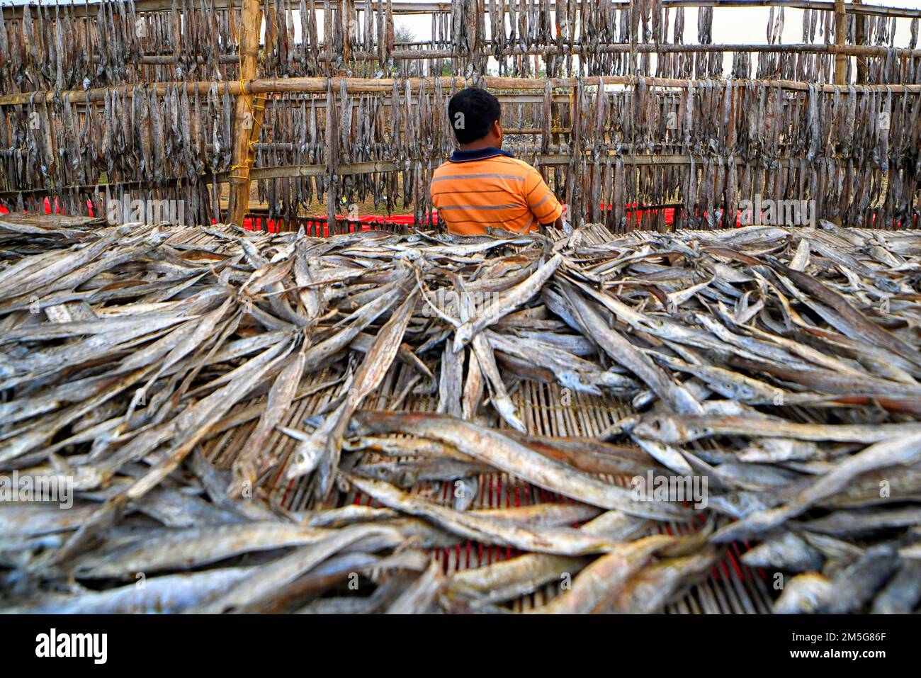 A fisherman checks the quality of dry fish on bamboo poles at the ...
