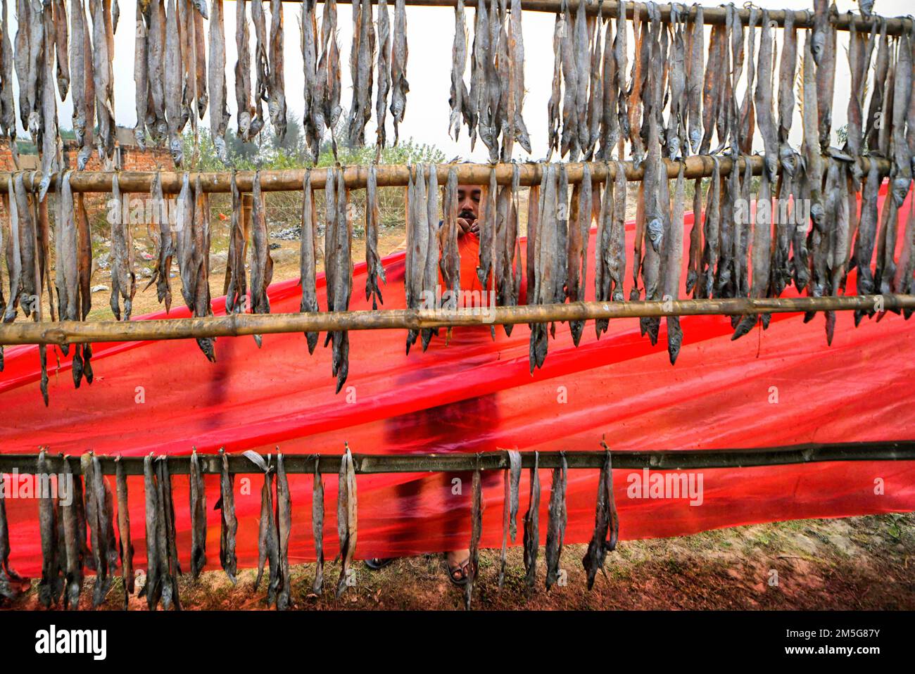 Different Sea fish seen getting dry at the Coastal area of Bengal ...