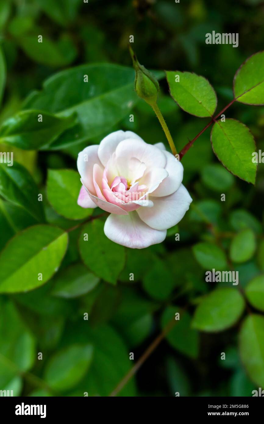 Rosa alba hi-res stock photography and images - Alamy