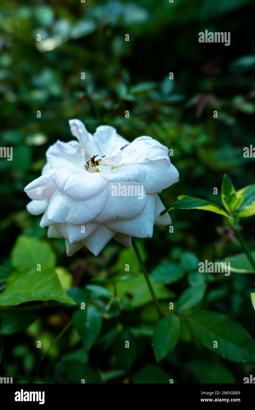 Rosa alba hi-res stock photography and images - Alamy