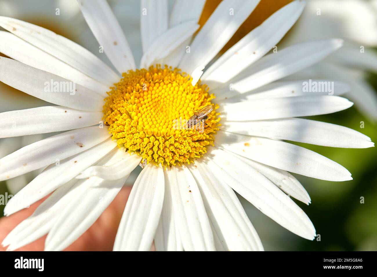 Daisy - Marguerite. Garden photos - the beautiful Daisy - Marguerite ...