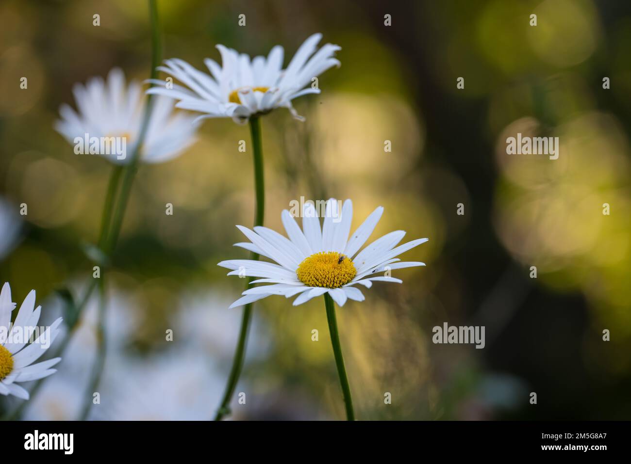 Beautiful leaves with no one flowers hi-res stock photography and ...