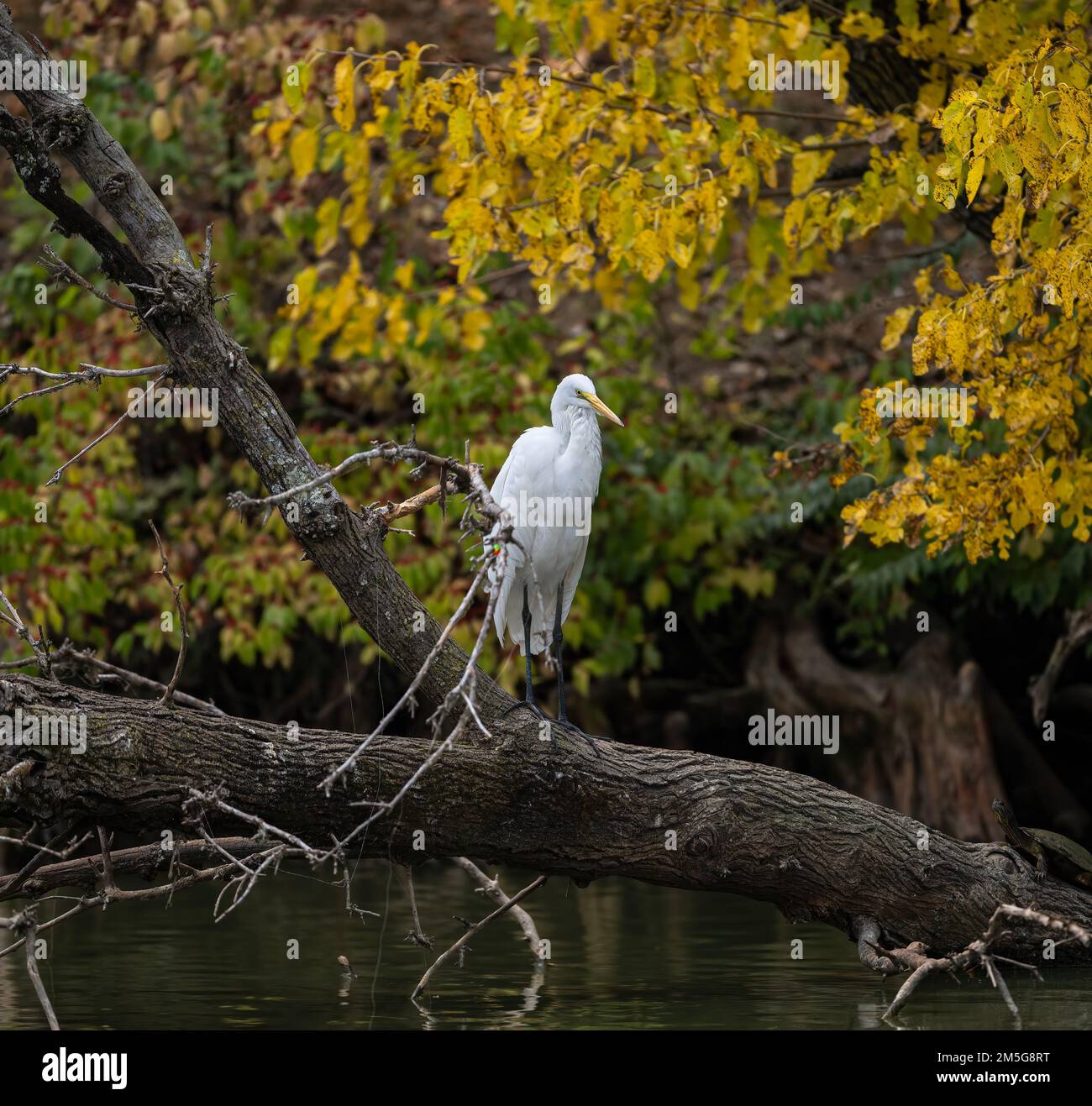 A closeup of a white Eastern great egret perched on a tree on a lake ...