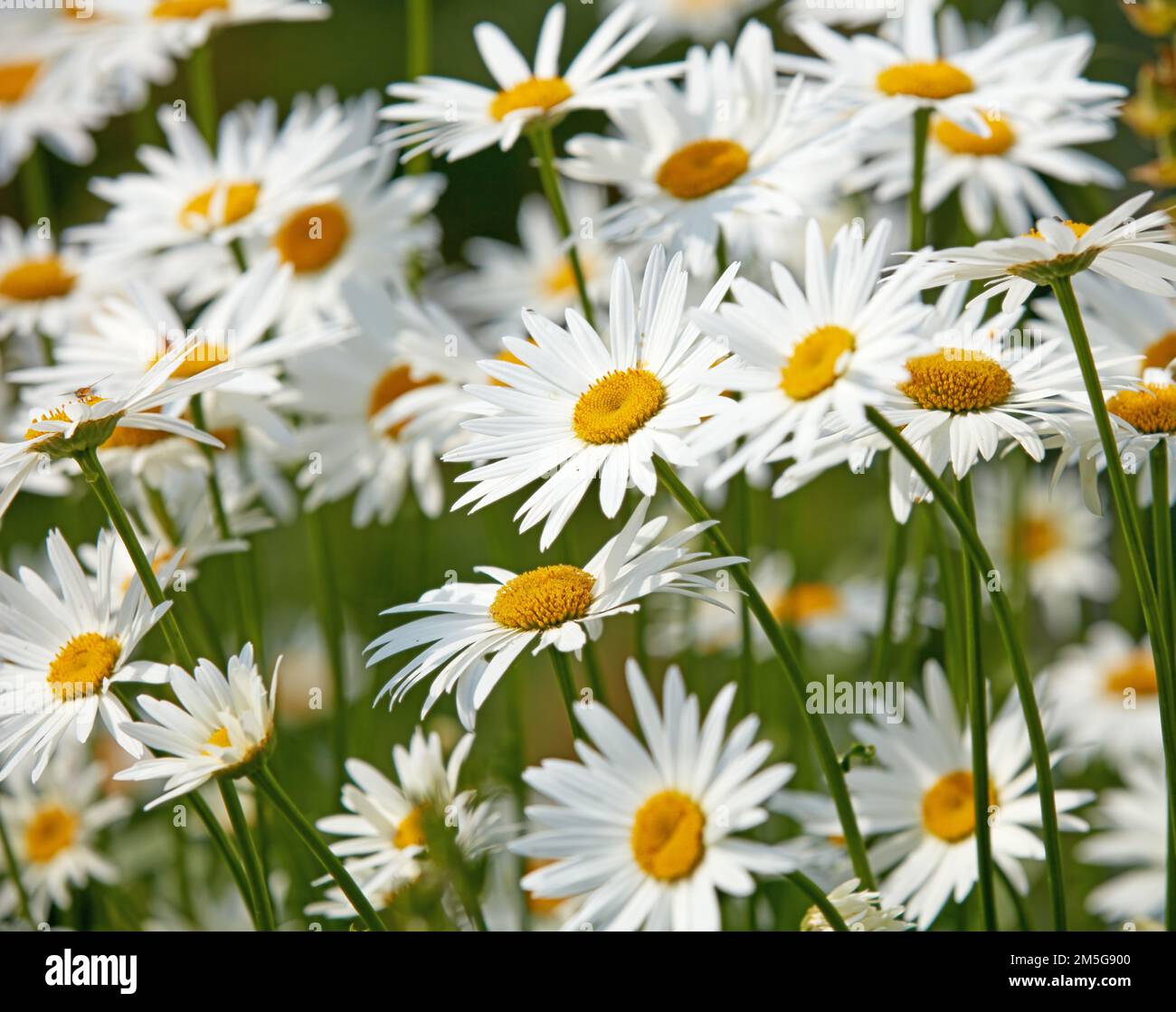Daisy - Marguerite. Garden photos - the beautiful Daisy - Marguerite ...