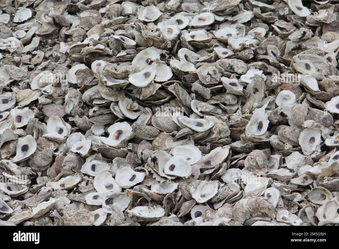 The sea shells on the beach in Chesapeake Bay, United States Stock ...