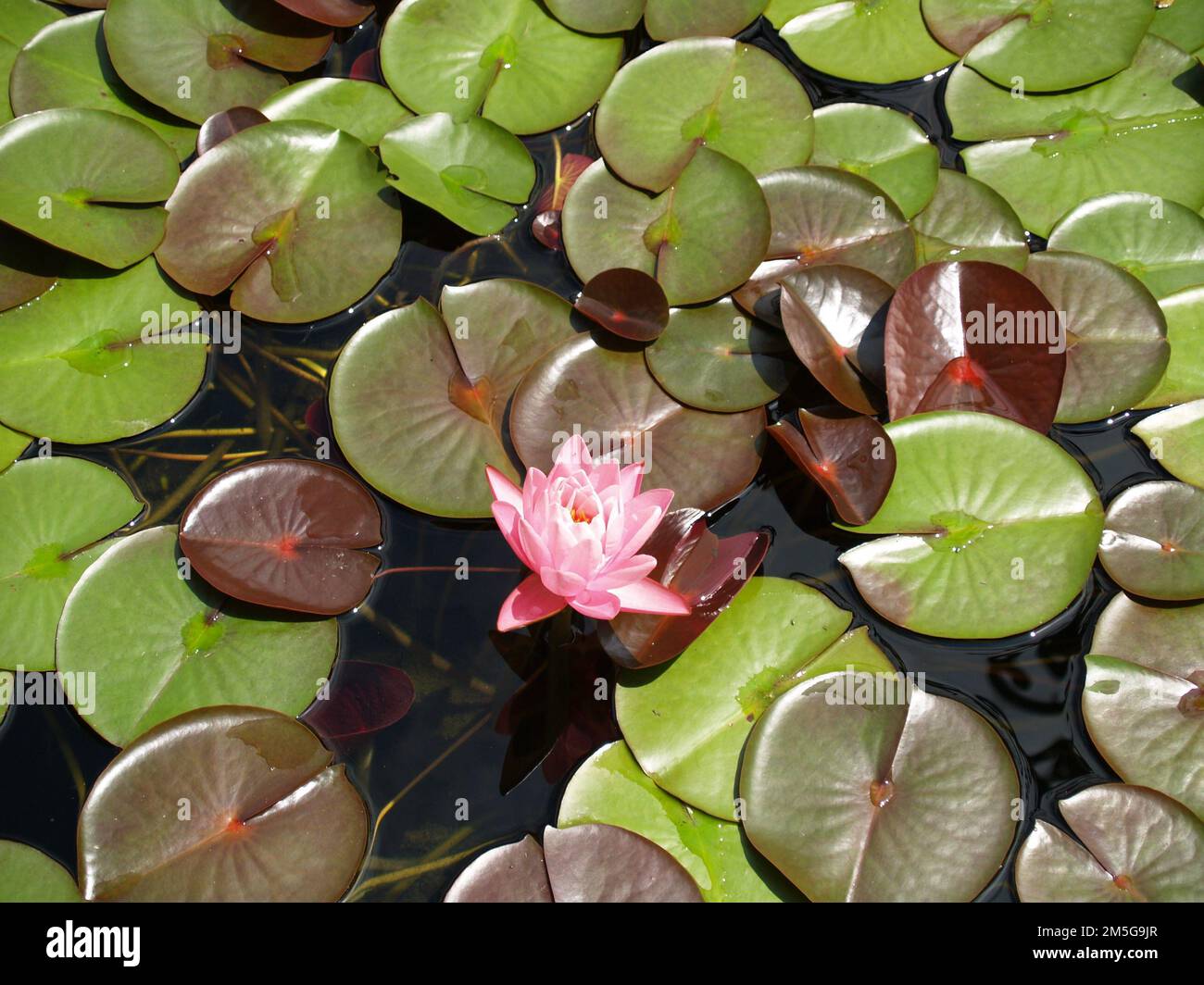 A top view of a Tetrahedral water lily (Nymphaea tetragona) in a pond ...