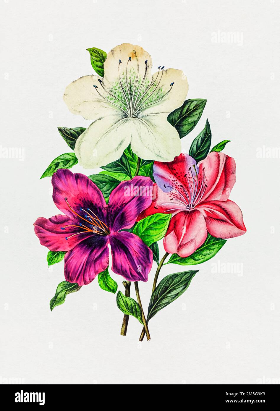 Hand drawn lilies Stock Photo - Alamy