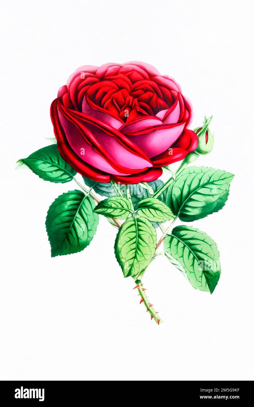 Modern rose Cut Out Stock Images & Pictures - Alamy