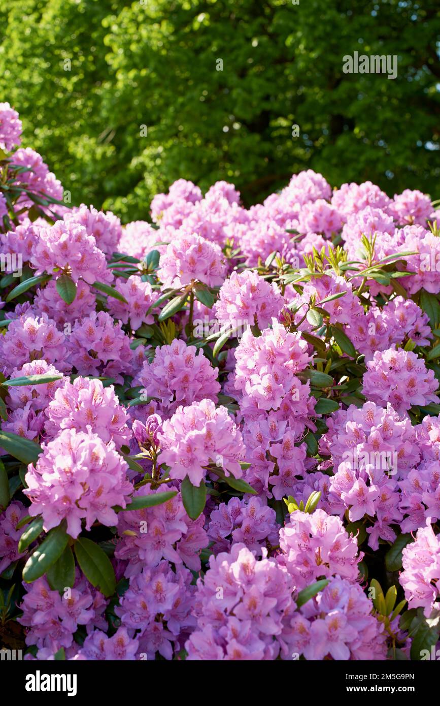 Budding flowers hi-res stock photography and images - Alamy