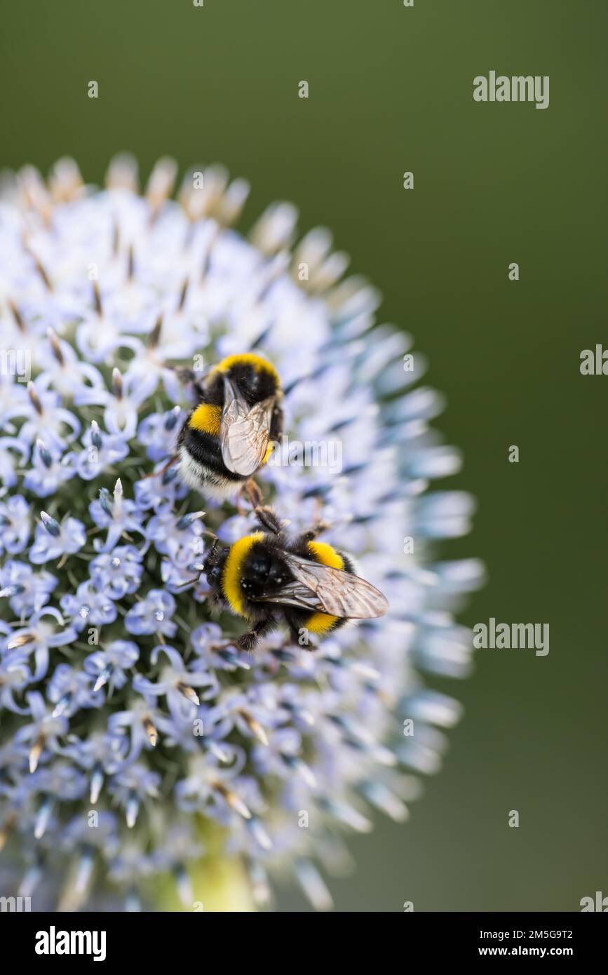 Globe Thistle flowers. Blue Globe Thistle Flowers, known as Echinops ...