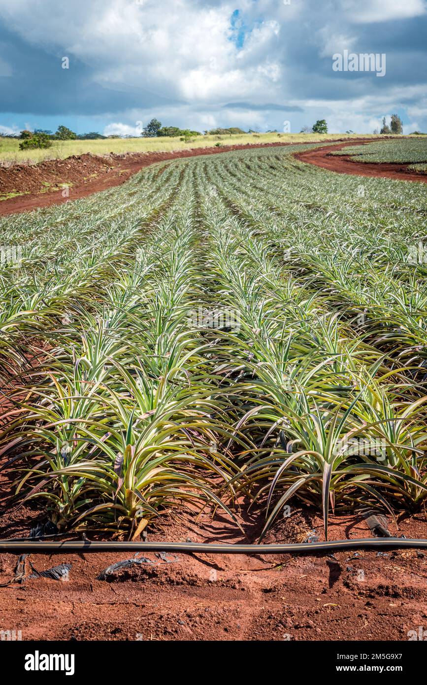 Young pineapple plantation plants on the north shore of Oahu, Hawaii Stock Photo - Alamy