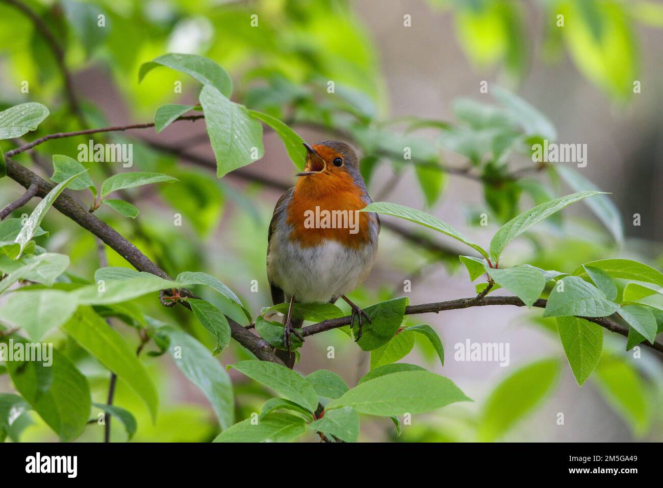 A closeup of a European robin singing on a green branch of a tree Stock ...
