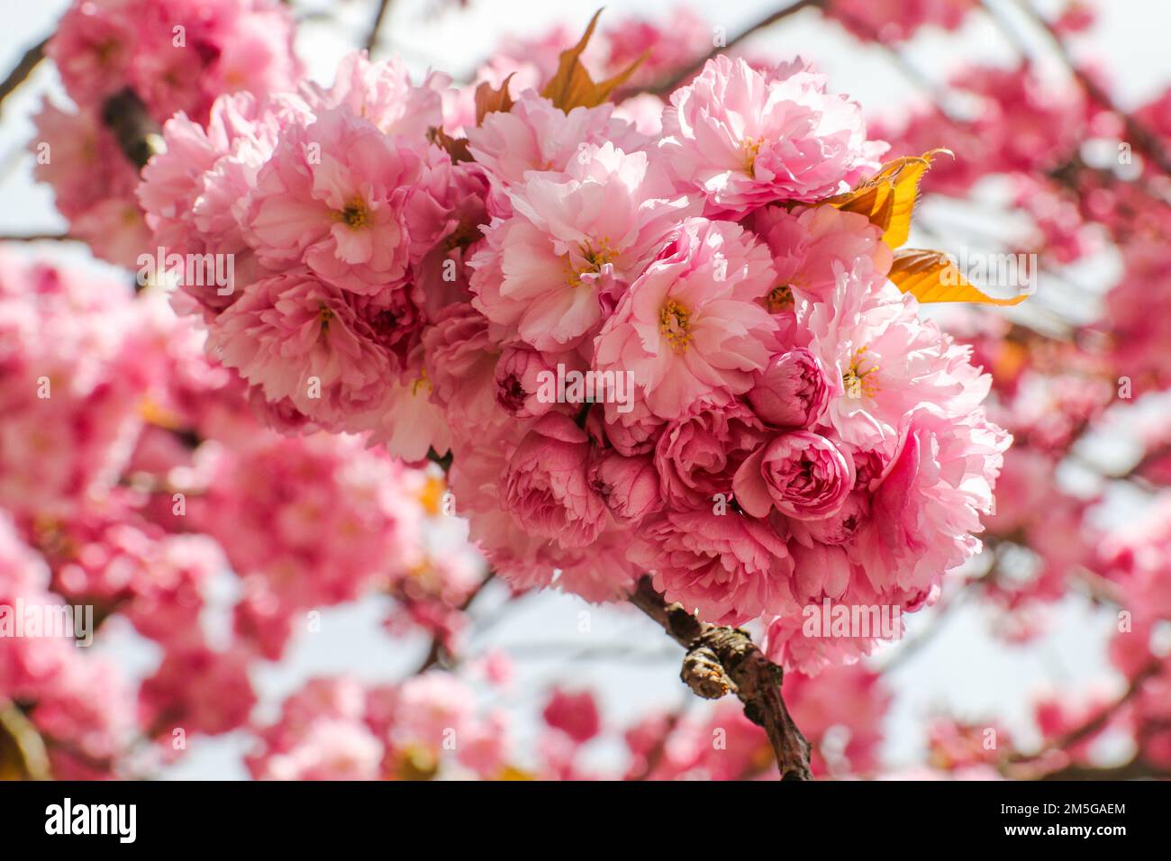 A closeup of pink cherry flowers blooming on a tree branch Stock Photo ...