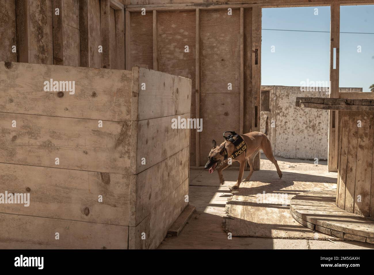 Peggy, a military working dog (MWD) with the Provost Marshal's Office K ...