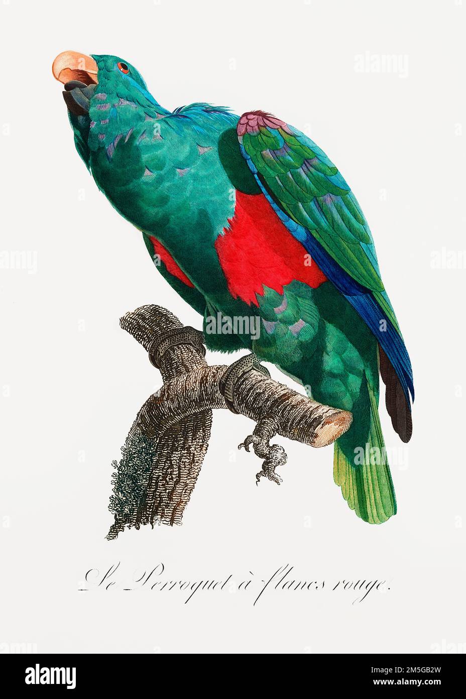 Eclectus parrot illustration hi-res stock photography and images - Alamy