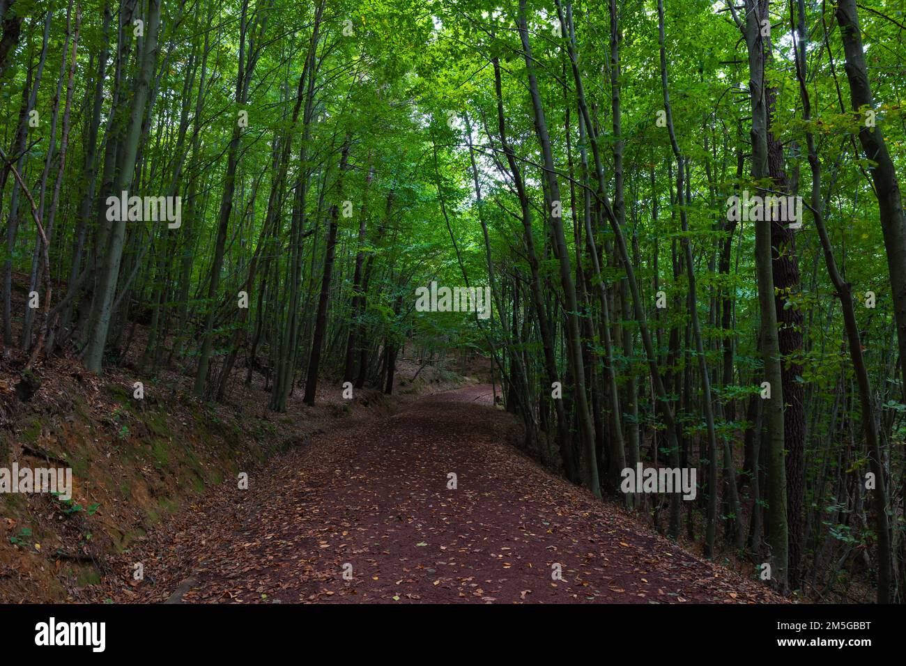 Trekking trail in the lush forest in the autumn. Jogging or hiking in ...