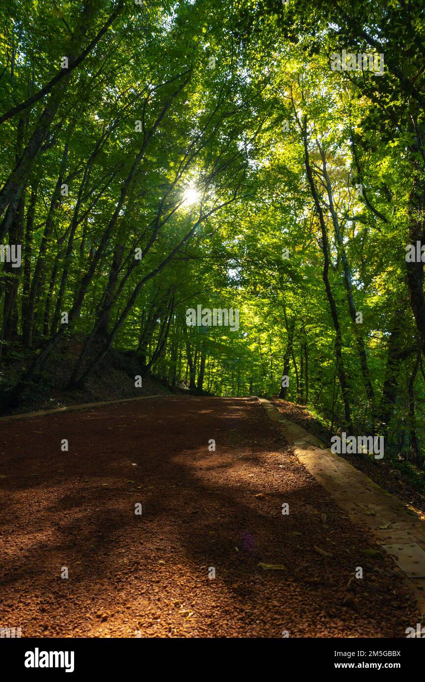 Jogging trail in the forest vertical photo. Healthy lifestyle concept ...