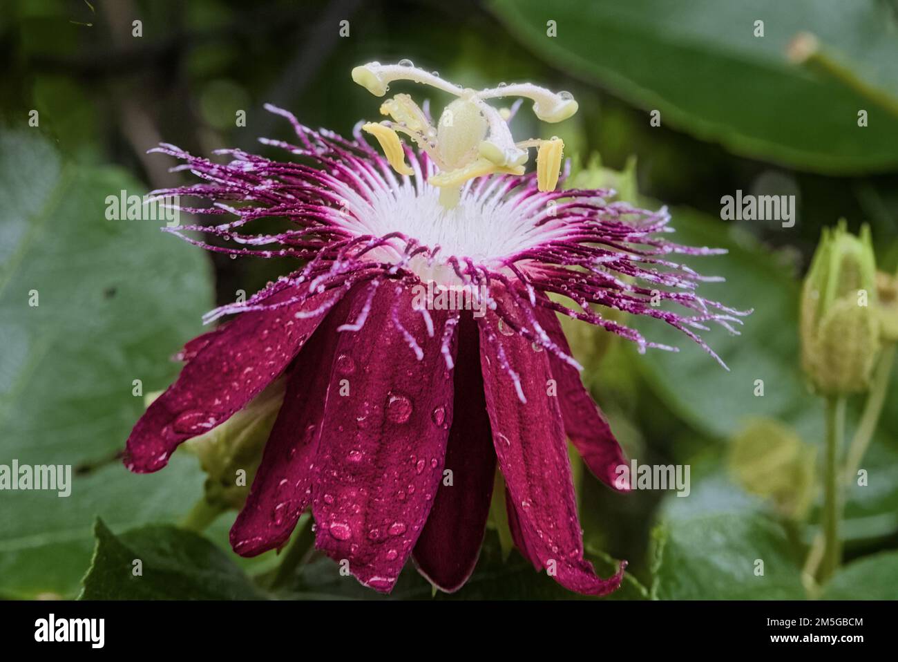 Bloom of wild passion flower in Hilo Stock Photo - Alamy