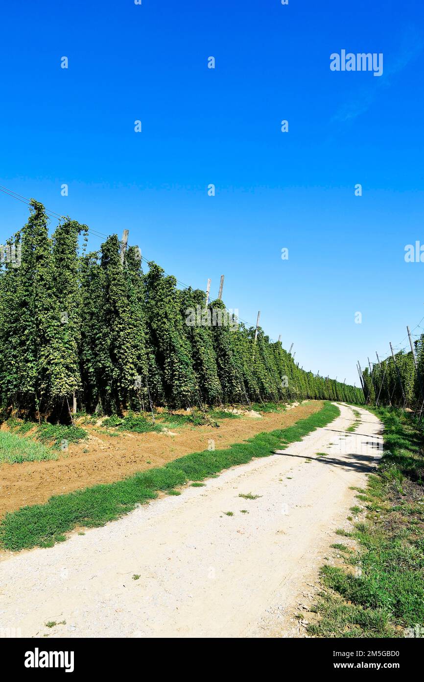 Harvested hops, hop garden, hop field, hop vines, hop bines, poles ...