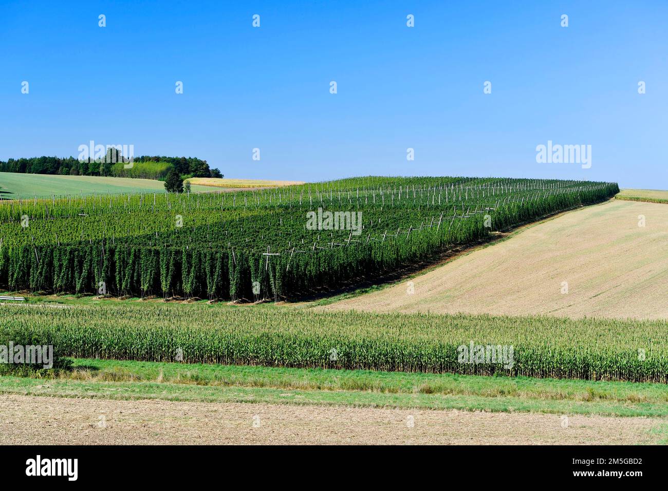 Harvested hops, hop garden, hop field, hop vines, hop bines, poles ...