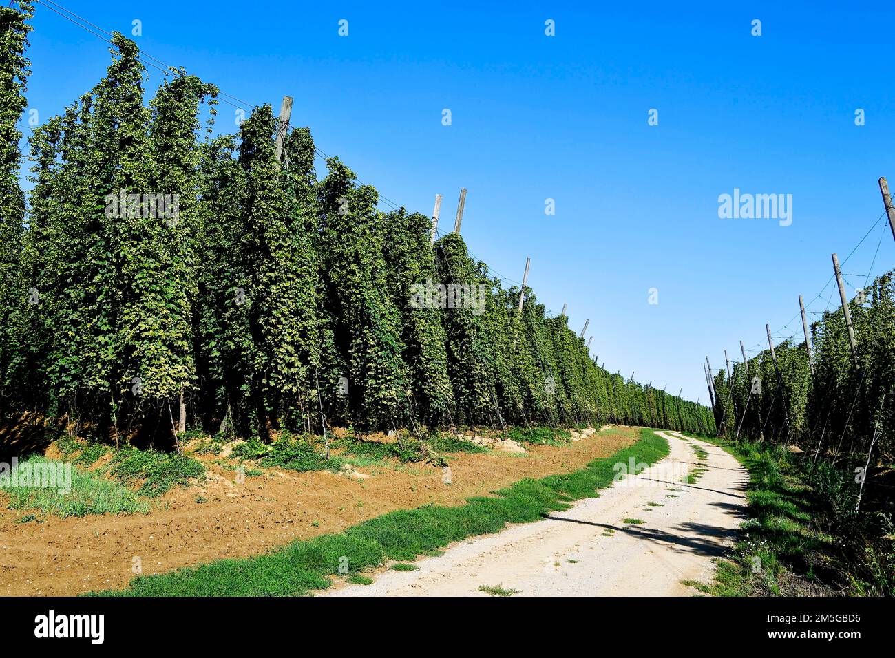 Harvested hops, hop garden, hop field, hop vines, hop bines, poles ...