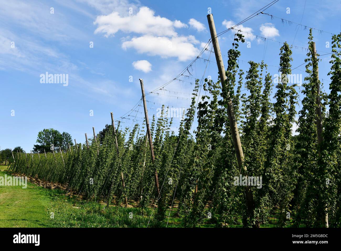 Harvest-ready hops, hop garden, hop field, hop bines, perennials, poles ...