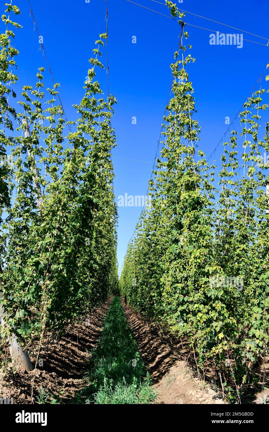 Harvest-ready hops, hop garden, hop field, hop vines, hop bines, poles ...