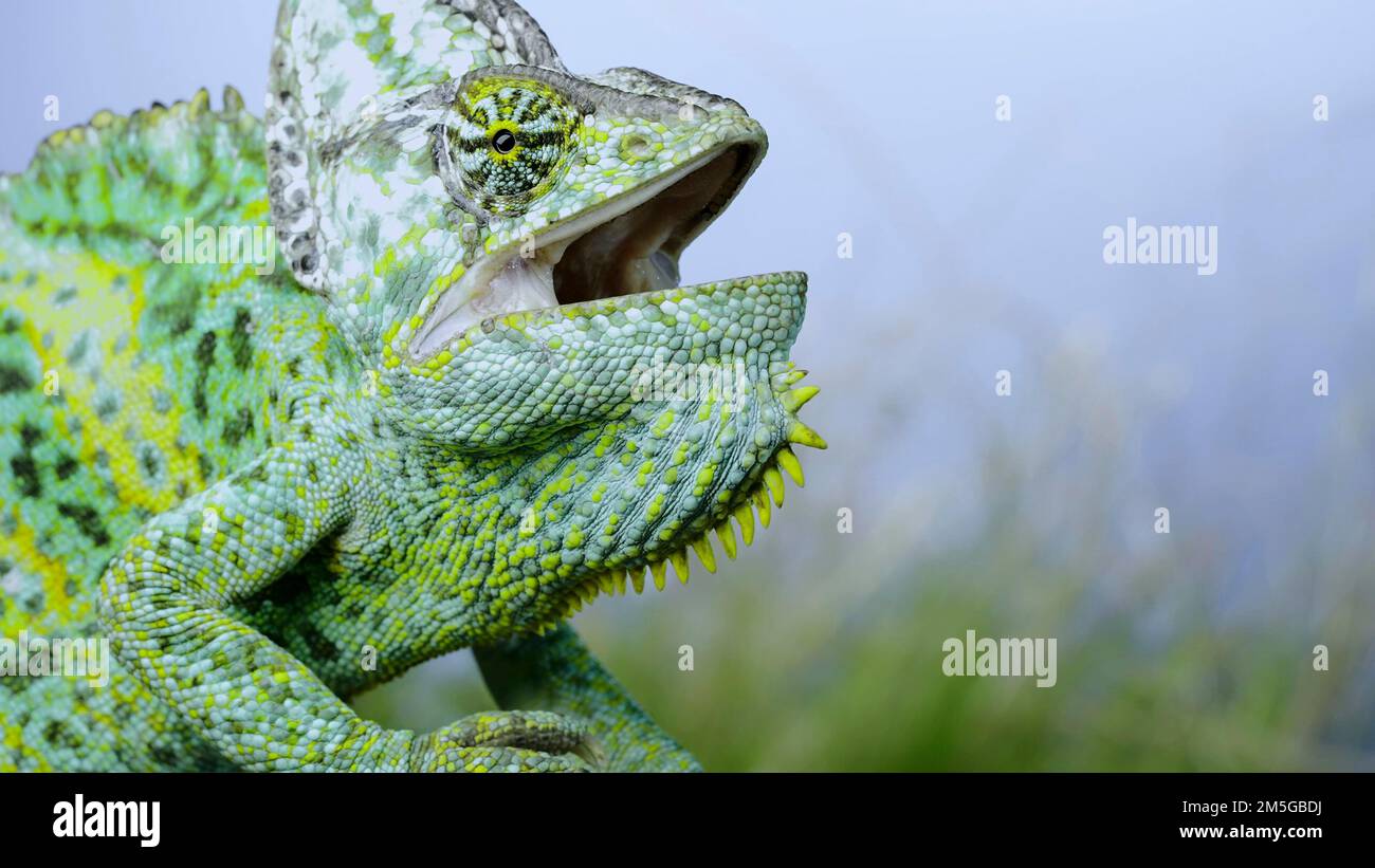 Aggressive behavior of an adult chameleon sits on a tree branch and ...