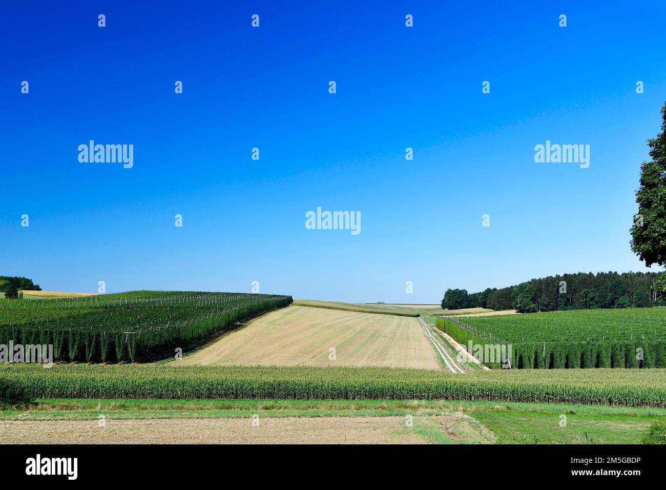 Harvested hops, hop garden, hop field, hop vines, hop bines, poles ...