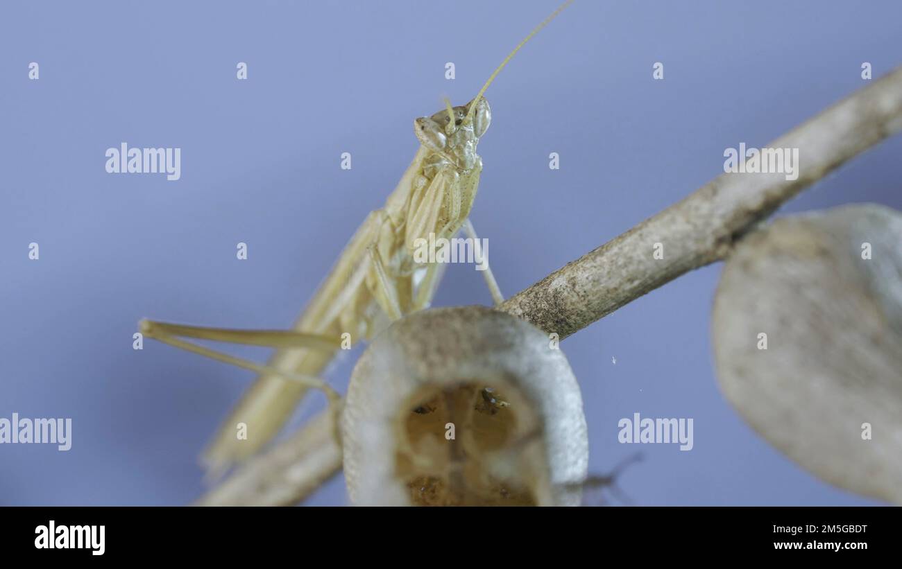 Small praying mantis sits on Henbane dry flowers and looks at on camera ...