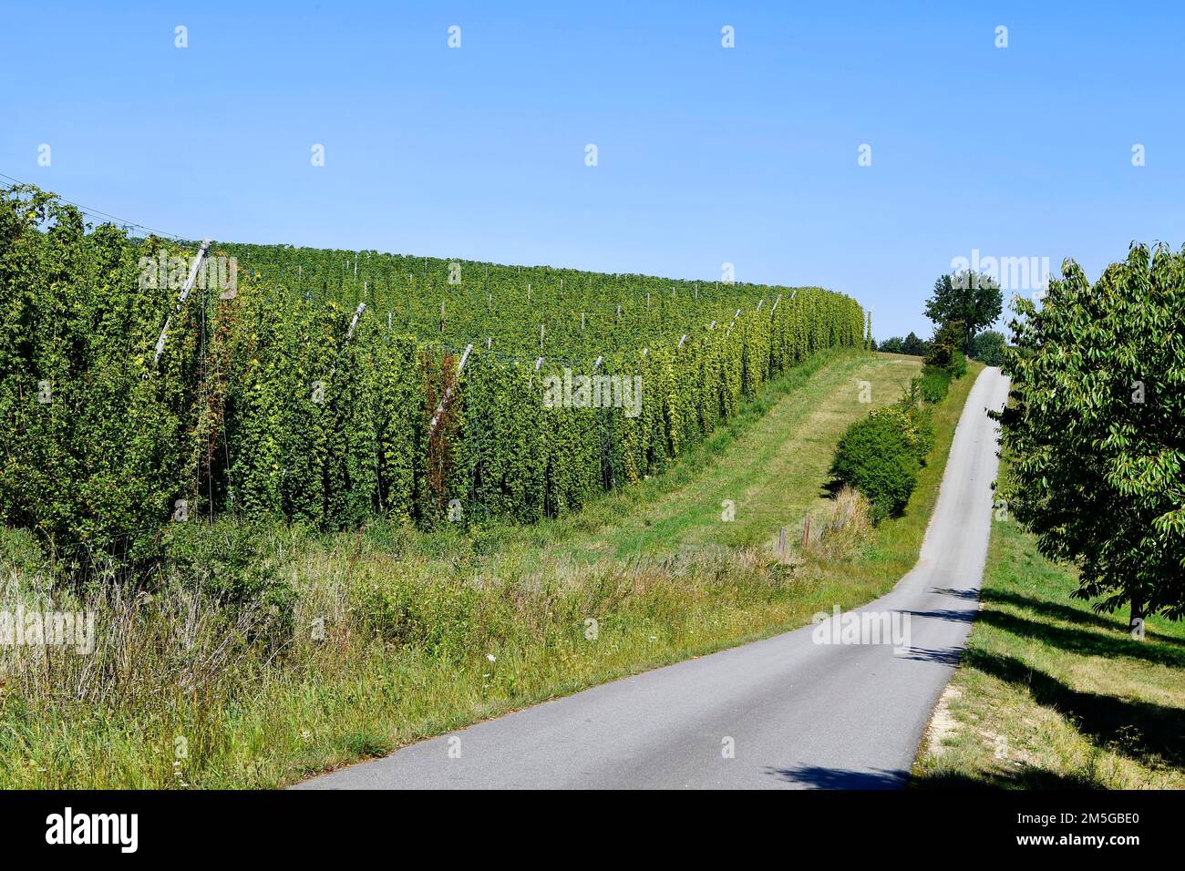 Hops ripe for harvesting, overview hop garden, panorama hop field, hill ...