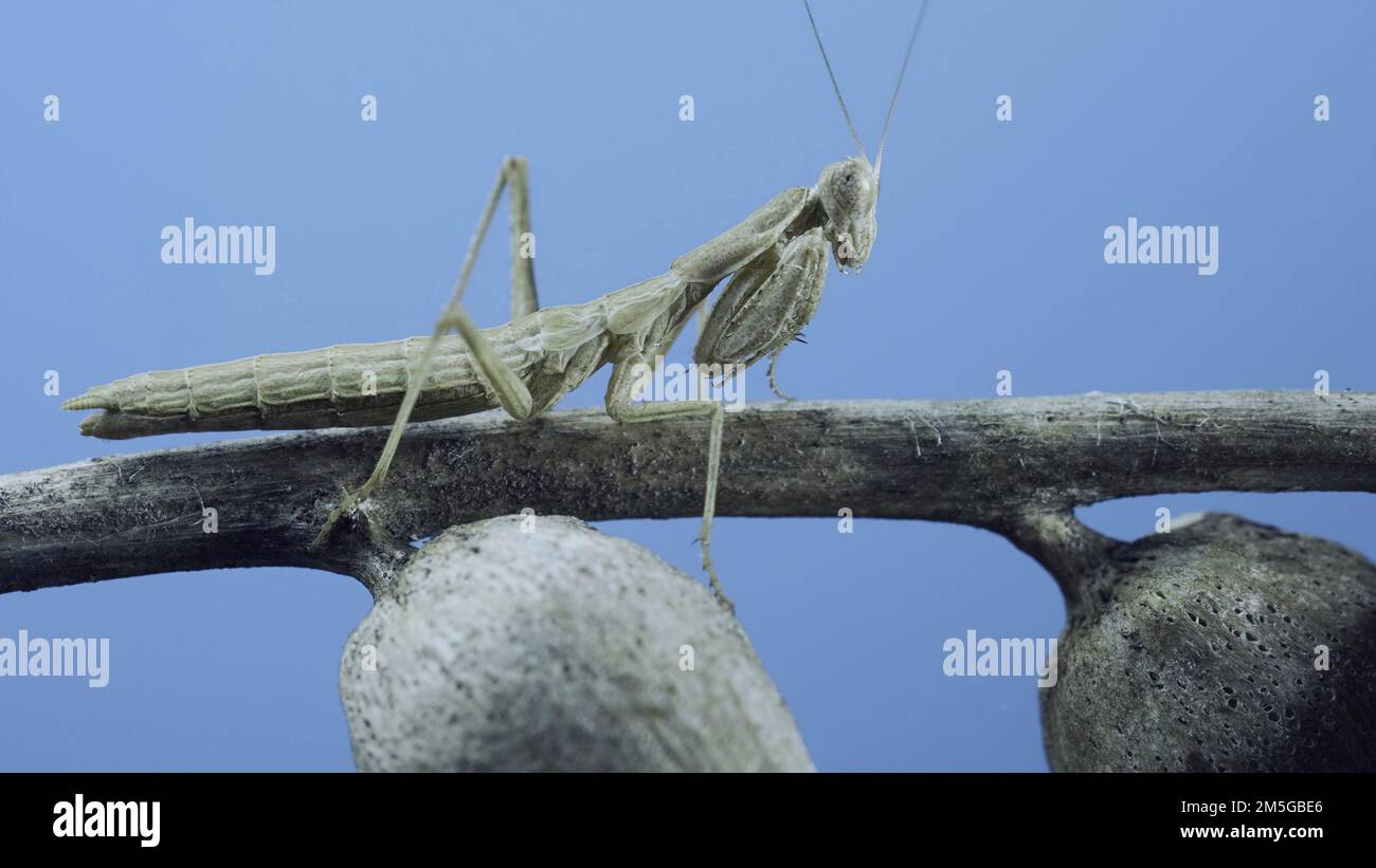 Closeup of small praying mantis sits on Henbane dry flowers on blue sky ...